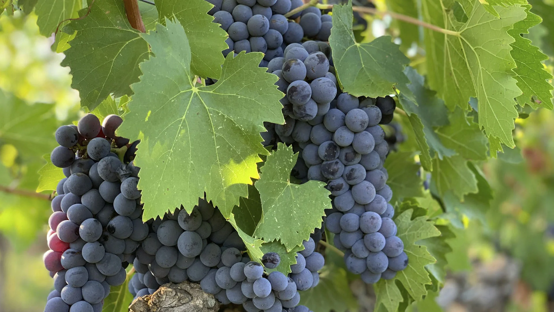 Discover the Vermentino Grape Varietal: Everything You Need to Know